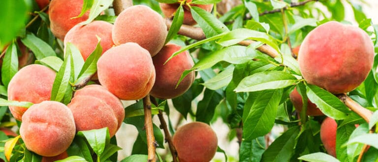 10 MOST Effective Tips for Pruning Peach Trees (2023 Guide) - The ...