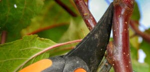10 MOST Effective Tips for Pruning Grapefruit Trees (2023 Guide) - The ...