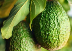 10 MOST Effective Tips for Pruning Avocado Trees (2023 Guide) - The ...