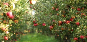 10 BEST Fruit Trees to Grow in Ohio (2022 Guide) - The Gardening Dad