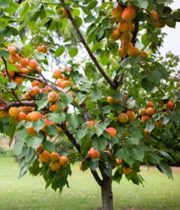 11 BEST Fruit Trees to Grow in Oregon (2023 Guide) - The Gardening Dad
