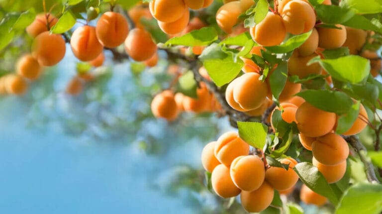 10 BEST Fruit Trees to Grow in Hardiness Zone 7 (2023 Guide) - The ...