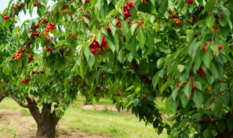 10 BEST Dwarf Fruit Trees to Grow in Pots (2023 Guide) - The Gardening Dad