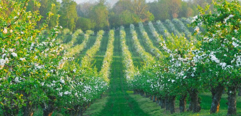 11 BEST Fruit Trees to Grow in Ohio (2023 Guide) - The Gardening Dad