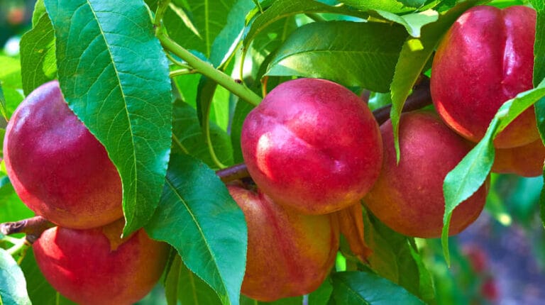10 BEST Dwarf Fruit Trees to Grow in Pots (2023 Guide) - The Gardening Dad