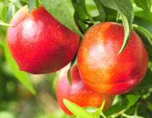 11 BEST Fruit Trees to Grow in Alabama (2023 Guide) - The Gardening Dad
