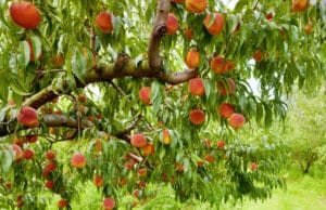 11 BEST Fruit Trees to Grow in Oregon (2023 Guide) - The Gardening Dad
