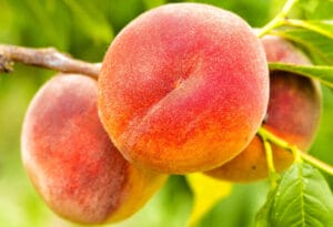 11 BEST Fruit Trees to Grow in Missouri (2023 Guide) - The Gardening Dad