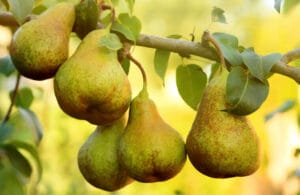 11 BEST Fruit Trees to Grow in Ohio (2023 Guide) - The Gardening Dad