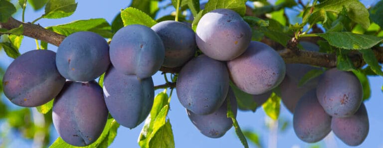 11 BEST Fruit Trees to Grow in Florida (2023 Guide) - The Gardening Dad