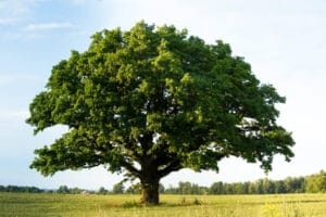 10 BEST Trees to Plant in Ohio (2023 Guide) - The Gardening Dad