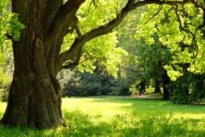 10 BEST Trees to Plant in Indiana (2023) - The Gardening Dad