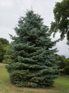 10 BEST Trees to Plant in Ohio (2023 Guide) - The Gardening Dad