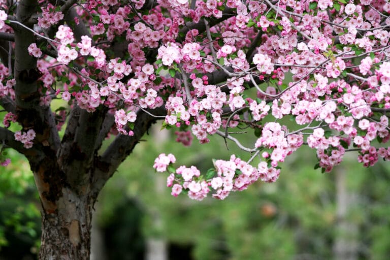 10 BEST Trees to Grow in Hardiness Zone 7 (2023 Guide) - The Gardening Dad