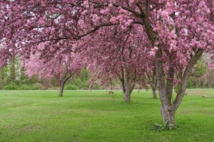 10 BEST Trees to Grow in Hardiness Zone 7 (2023 Guide) - The Gardening Dad