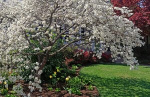 10 BEST Trees to Plant in Ohio (2023 Guide) - The Gardening Dad