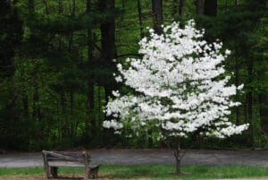 10 BEST Trees to Plant in Ohio (2023 Guide) - The Gardening Dad