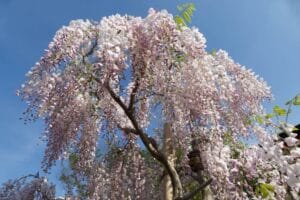10 BEST Trees to Plant in Ohio (2023 Guide) - The Gardening Dad