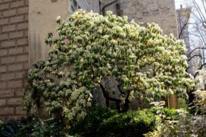 10 BEST Trees to Grow in Quebec (2023 Guide) - The Gardening Dad
