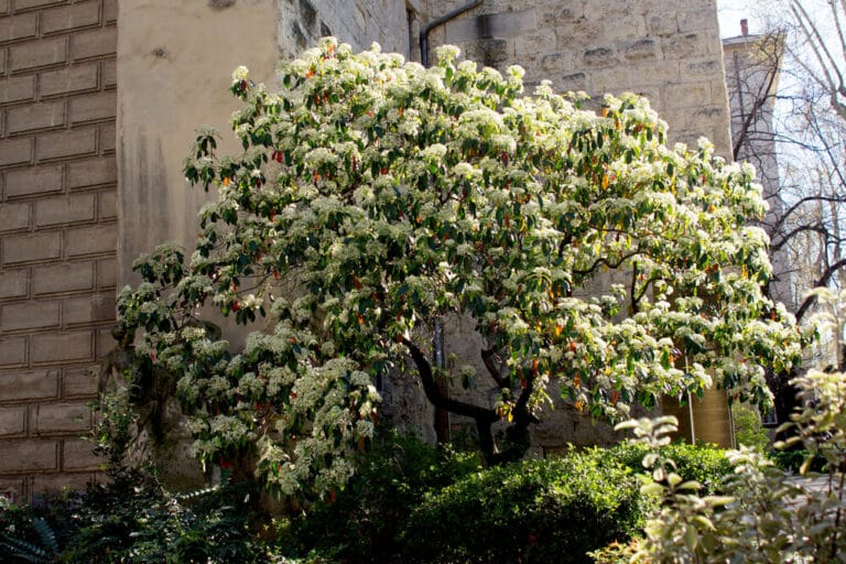 10 BEST Trees to Plant in Ohio (2023 Guide) - The Gardening Dad