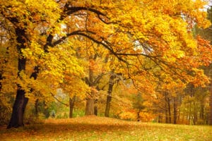 10 BEST Trees to Plant in Oregon (2023 Guide) - The Gardening Dad