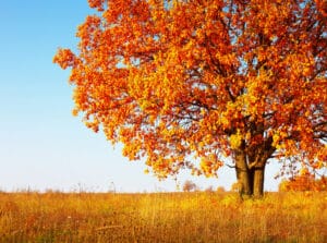 10 BEST Trees to Grow in Hardiness Zone 8 (2023 Guide) - The Gardening Dad