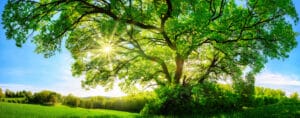 10 BEST Trees to Plant in Ohio (2023 Guide) - The Gardening Dad
