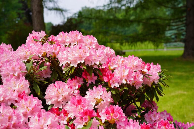 12 BEST Shrubs for Ohio (2023 Guide) - The Gardening Dad
