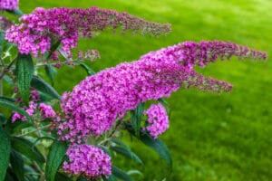 10 BEST Shrubs for Virginia (2023 Guide) - The Gardening Dad