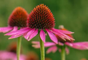 10 Native Indiana Perennial Flowers (2023 Guide) - The Gardening Dad
