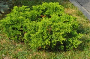 10 BEST Shrubs for South Carolina (2023 Guide) - The Gardening Dad