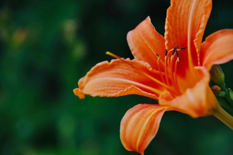 10 BEST Ohio Landscaping Plants (2023 Guide) - The Gardening Dad