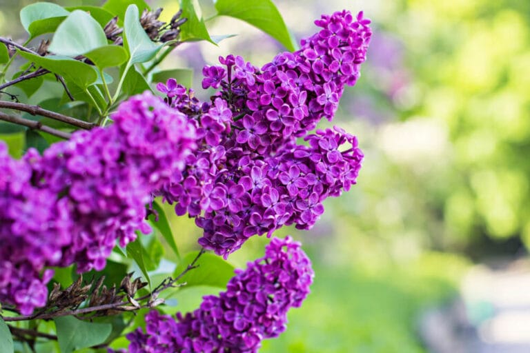 10 BEST Shrubs for Michigan (2023 Guide) - The Gardening Dad