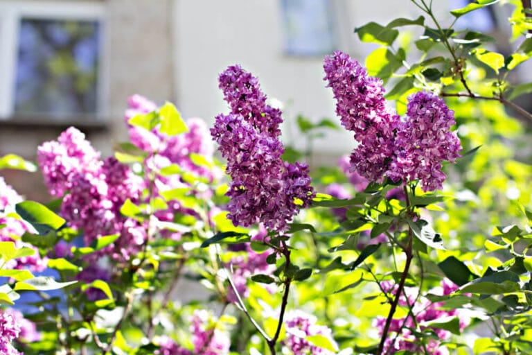 10 BEST Shrubs for Michigan (2023 Guide) - The Gardening Dad