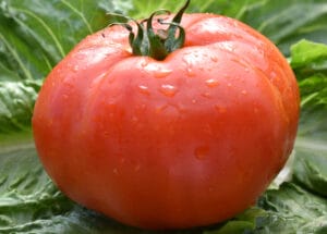 10 Best Tomatoes to Grow in Ohio (2023 Guide) - The Gardening Dad