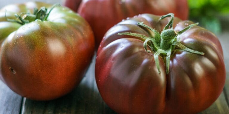 10 Best Tomatoes to Grow in Ohio (2023 Guide) - The Gardening Dad
