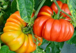 10 BEST Tomatoes to Grow in Indiana (2023) - The Gardening Dad