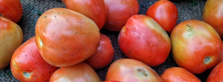 10 Best Tomatoes to Grow in Ohio (2023 Guide) - The Gardening Dad