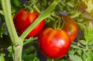 10 Best Tomatoes to Grow in Ohio (2023 Guide) - The Gardening Dad