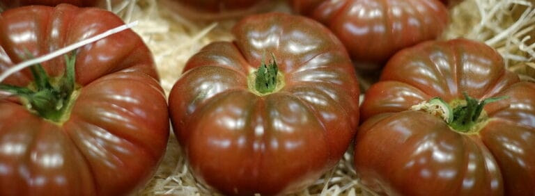 10 Best Tomatoes to Grow in Ohio (2023 Guide) - The Gardening Dad