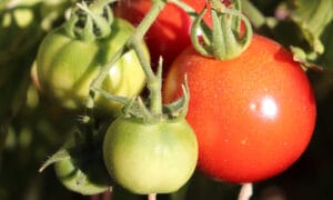 10 BEST Tomatoes to Grow in Tennessee (2023) - The Gardening Dad