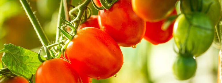 10 BEST Tomatoes to Grow in Indiana (2023) - The Gardening Dad