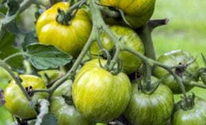 10 BEST Tomatoes to Grow in Alabama (2023) - The Gardening Dad