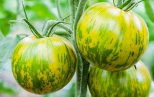 10 BEST Tomatoes to Grow in Indiana (2023) - The Gardening Dad