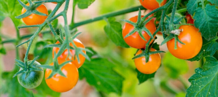 10 BEST Tomatoes to Grow in Alabama (2023) - The Gardening Dad