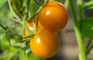 10 Best Tomatoes to Grow in Ohio (2023 Guide) - The Gardening Dad