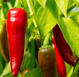 10 BEST Peppers to Grow in Florida (2023) - The Gardening Dad