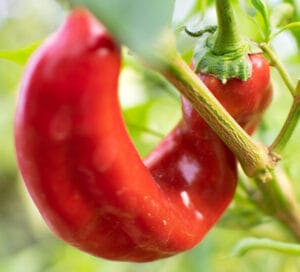 10 BEST Peppers to Grow in Florida (2023) - The Gardening Dad