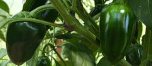 10 BEST Peppers to Grow in Arizona (2022) - The Gardening Dad