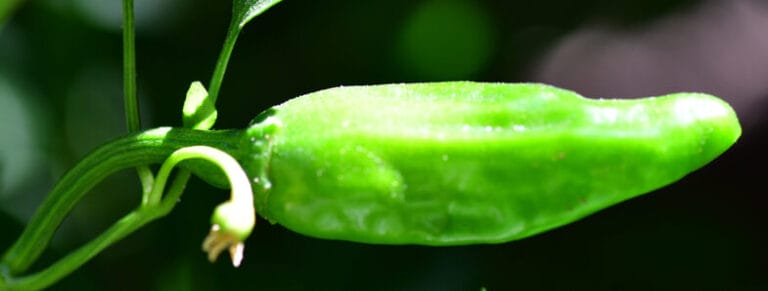 10 BEST Peppers to Grow in Texas (2023) - The Gardening Dad
